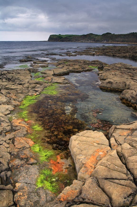 Algae Puddle at Kimmeridge - Dorset, England Stock Image - Image of ...