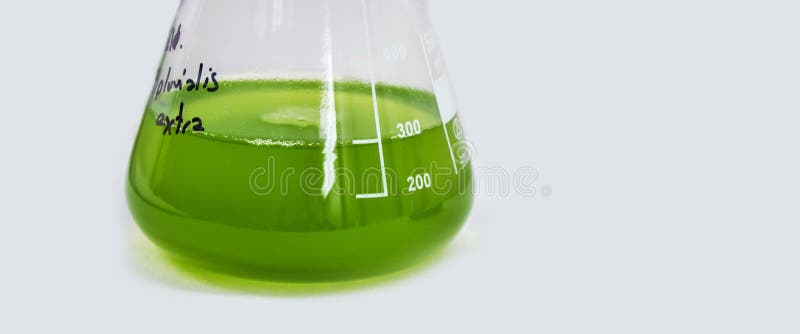 Algae Research in Laboratories, Biotechnology Science Concept, Marine ...