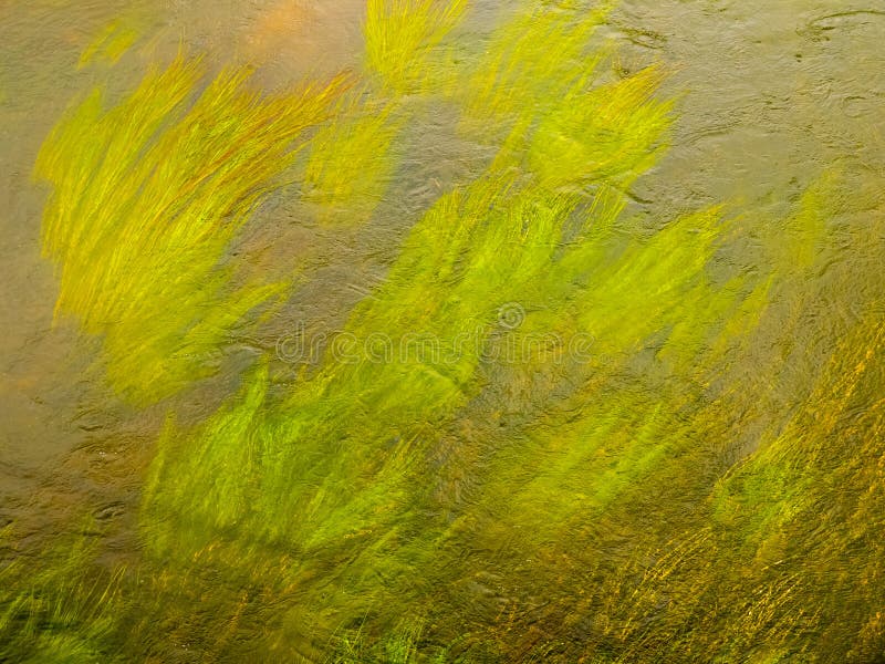 Long Green Algae in the River. Stock Photo - Image of algae, color ...