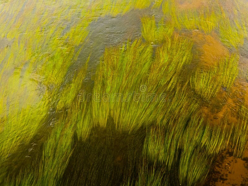 Long Green Algae in the River. Stock Photo - Image of nature, aquatic ...