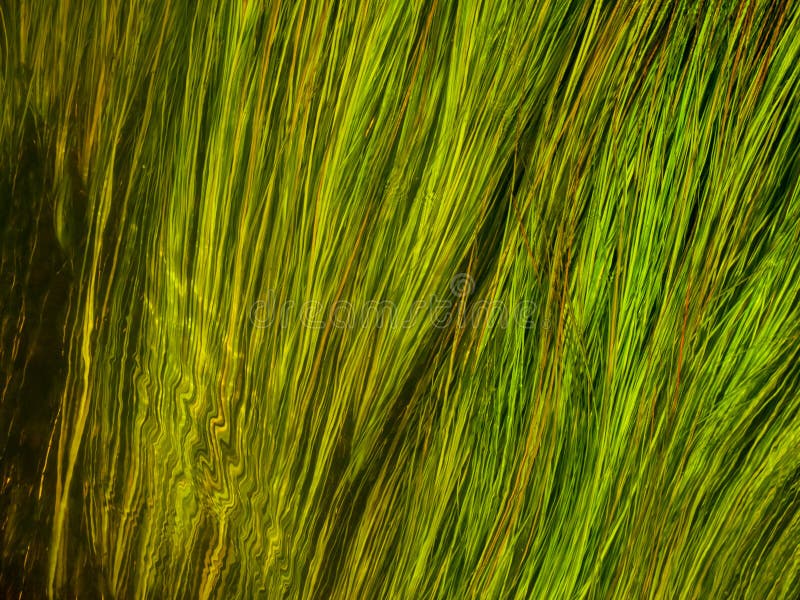 Long Green Algae in the River. Stock Photo - Image of long, outdoor ...