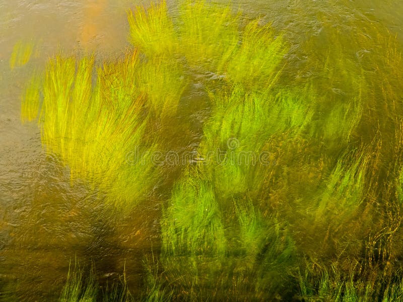 Long Green Algae in the River. Stock Photo - Image of light, pattern ...