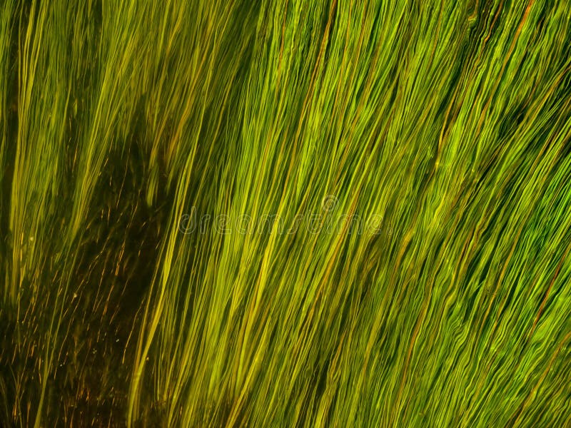 Long Green Algae in the River. Stock Image - Image of color, nature ...