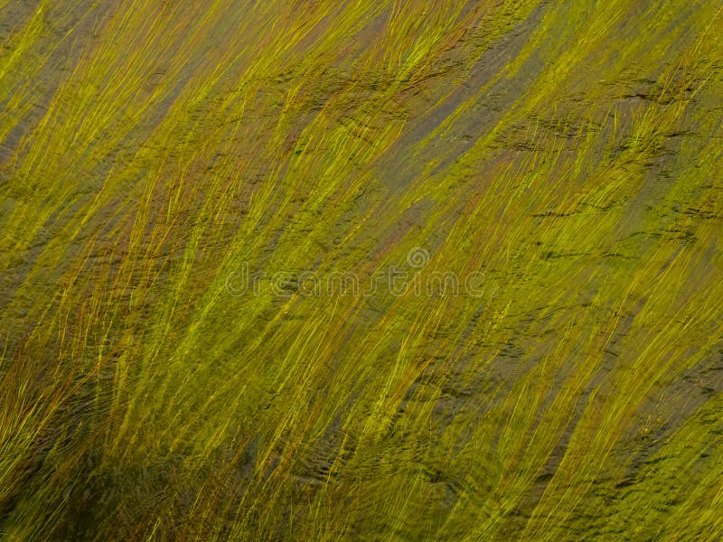 Long Green Algae in the River. Stock Photo - Image of algae, clean ...