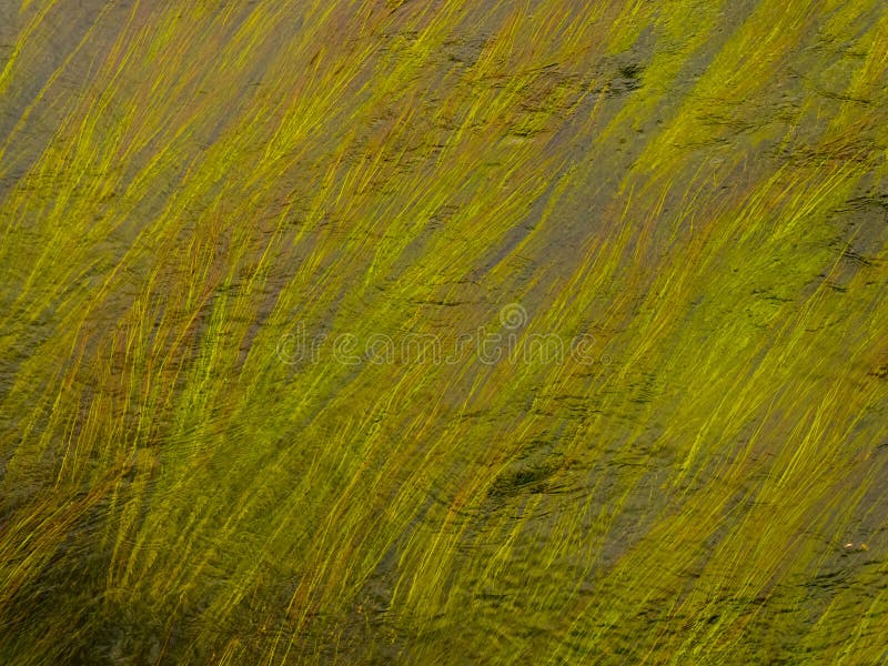 Long Green Algae in the River. Stock Photo - Image of grass, color ...