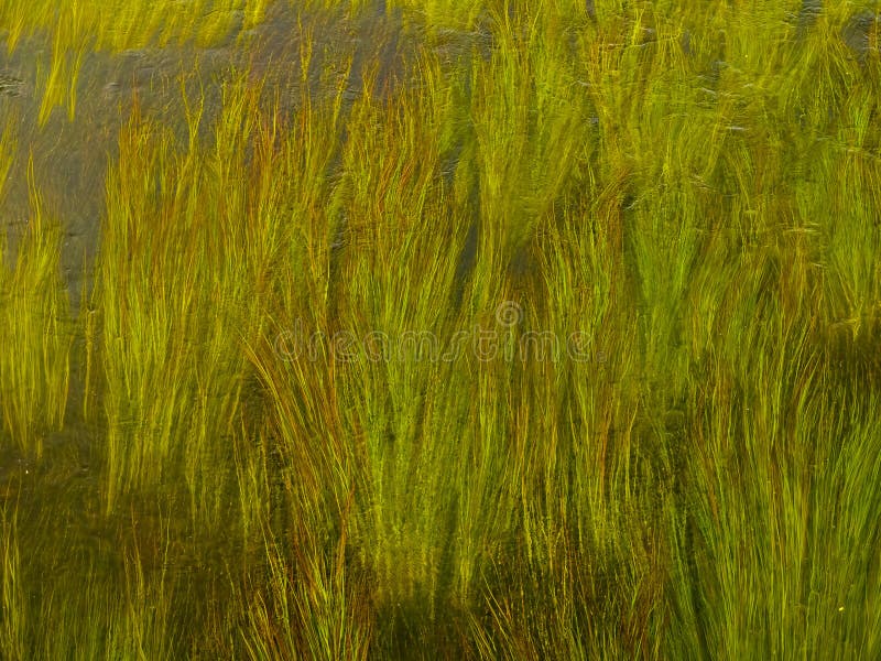 Long Green Algae in the River. Stock Photo - Image of long, abstract ...
