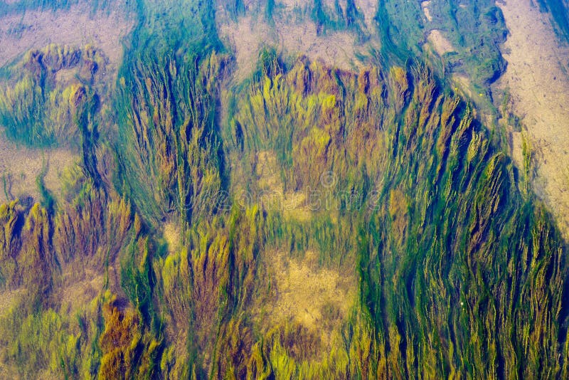 Algae on the River Bottom. Top View through the Water Stock Photo ...