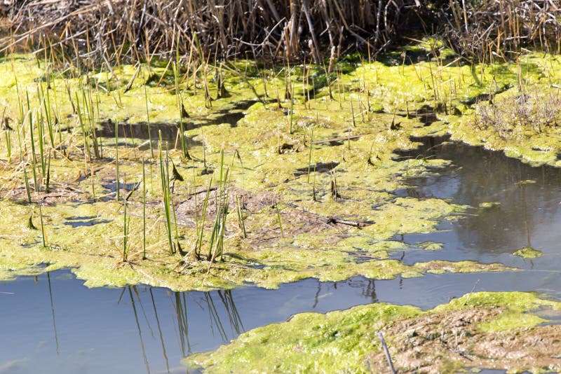 Dirty swamp of garbage stock image. Image of float, muddy - 103466645