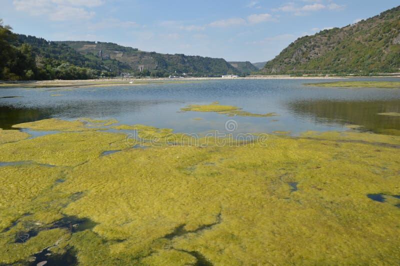 Algae in river rhine stock image. Image of aquatic, green - 58855217