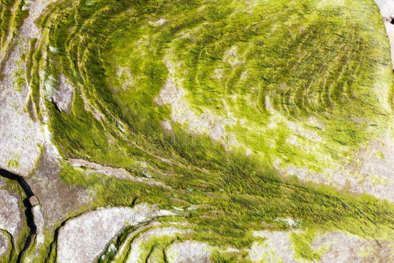 Algae on the rock stock photo. Image of growth, pattern - 53943630