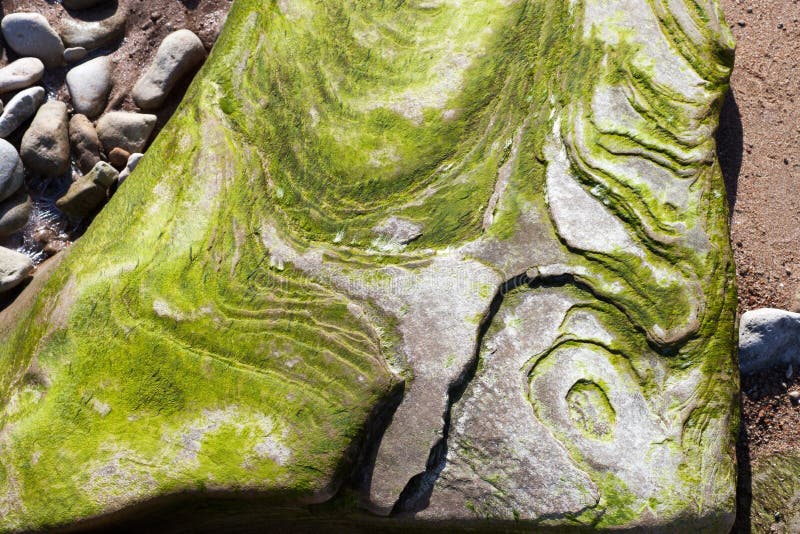 Algae on the rock stock image. Image of ocean, pond, green - 54045539
