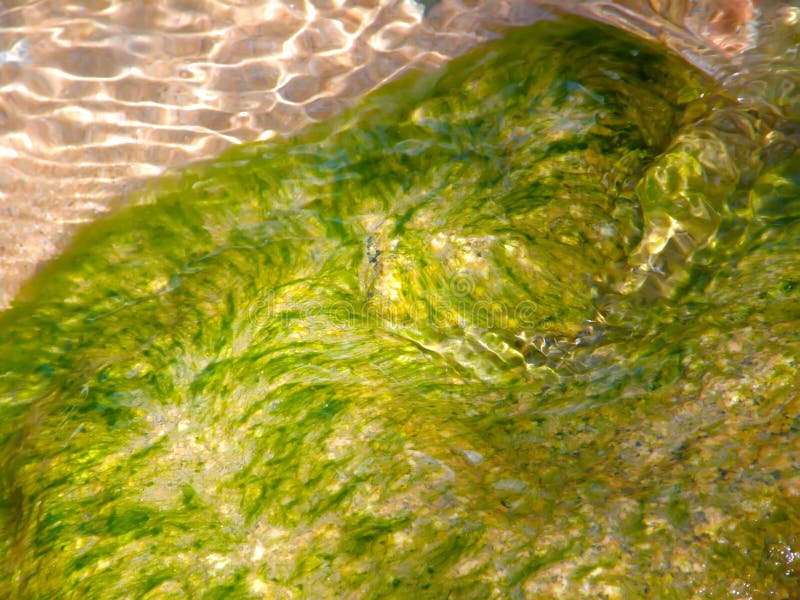 Algae on a Rock in the Water Stock Photo - Image of flower, sunlight ...