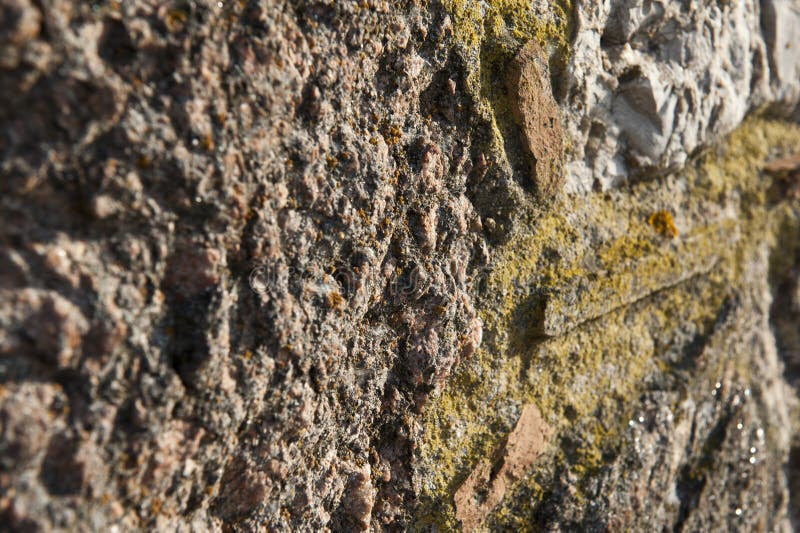 Algae Rocks stock photo. Image of organism, closeup, rugged - 25038650