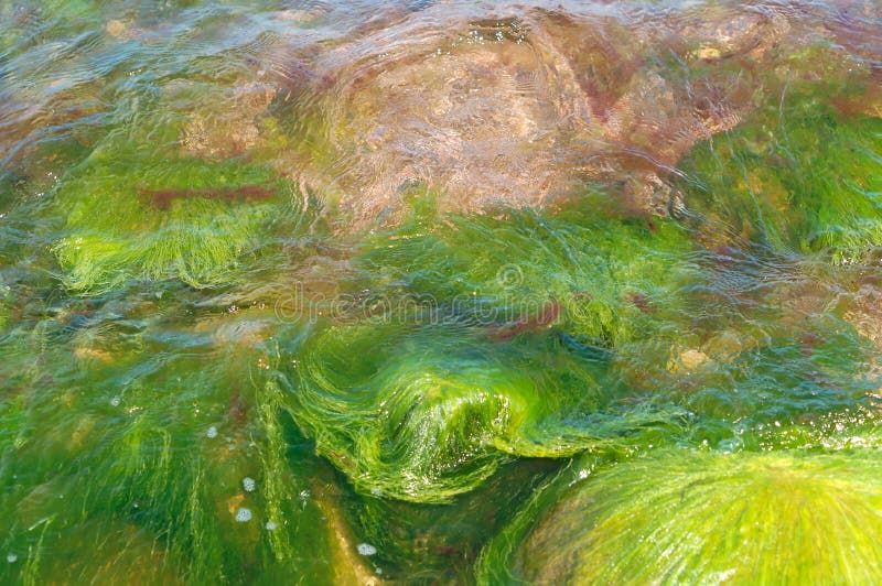 Algae on the Rocks in a Clear Pond Stock Image - Image of algae, river ...