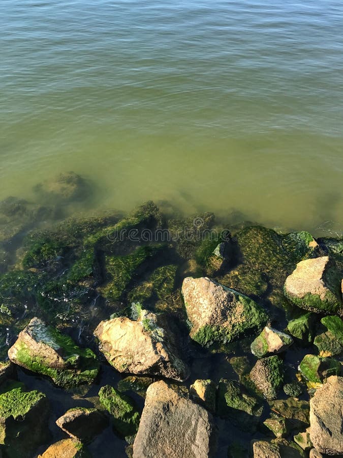 Algae Rocks stock photo. Image of coast, shore, nature - 82651778