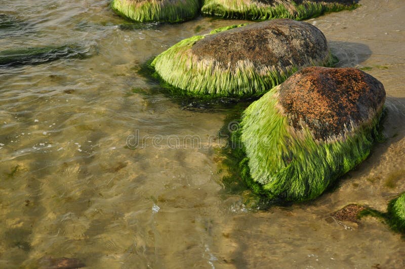 Algae on the rocks. stock image. Image of green, beach - 44402685