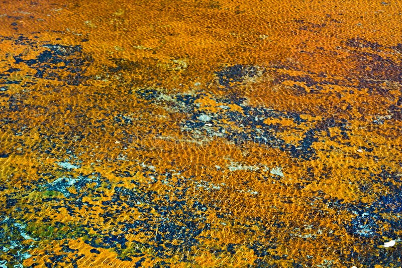 Algae Rusty Sea Bottom As Beautiful Vibrant Background Stock Photo ...