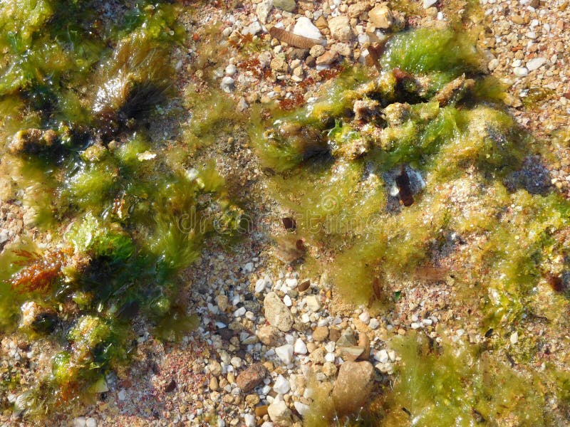 Algae in the sea stock photo. Image of food, closeup - 70311964