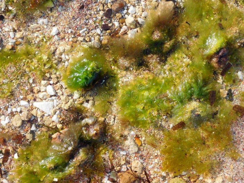 Algae in the sea stock image. Image of color, plant, water - 70312397