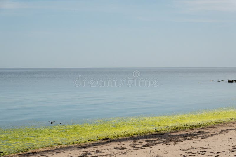 Algae in sea stock image. Image of horizon, biomass - 322218083