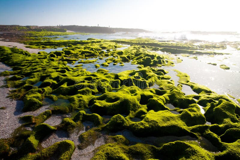 Algae on the seaside stock photo. Image of background - 19327750