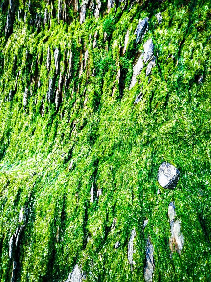 Algae seaweed on rocks stock photo. Image of macro, water - 176544046