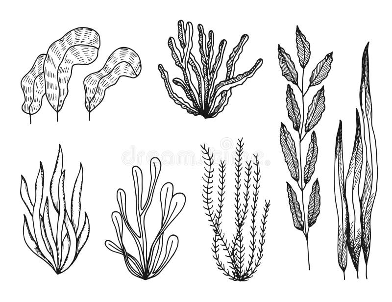 Algae Set Of Sketches Vector Drawings Isolated Stock Vector ...