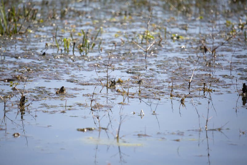 Algae in Shallow Water stock photo. Image of algae, alive - 291168506