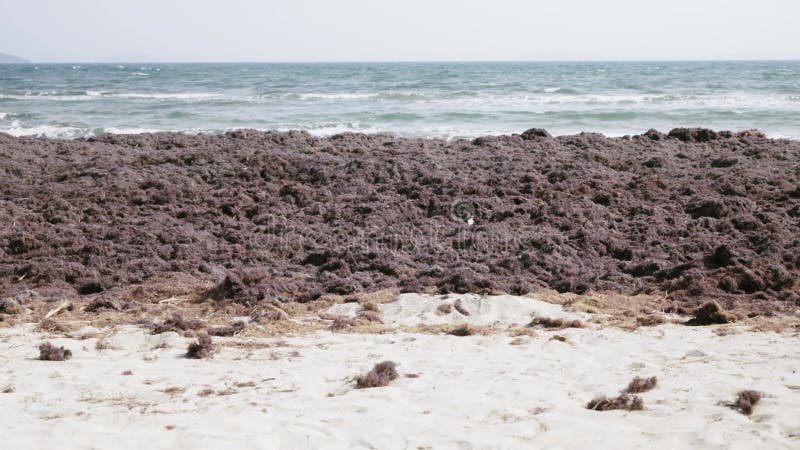 Algae and Shells Washed Up on the Beach by a Storm Stock Video - Video ...