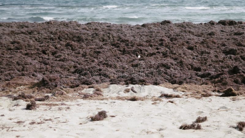 Algae and Shells Washed Up on the Beach by a Storm Stock Video - Video ...