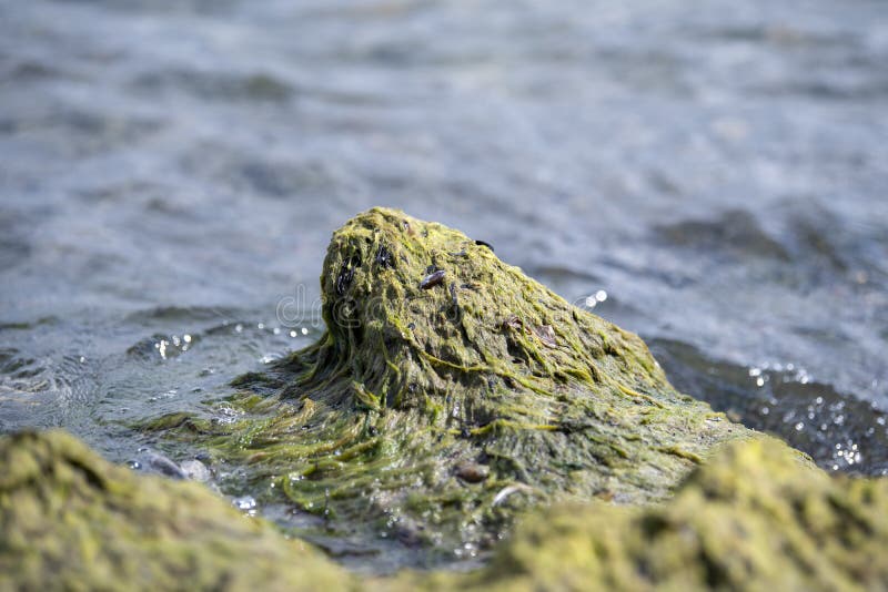 Algae on the Shore of the Baltic Sea. Sea Beach with Green Algae. Beach ...