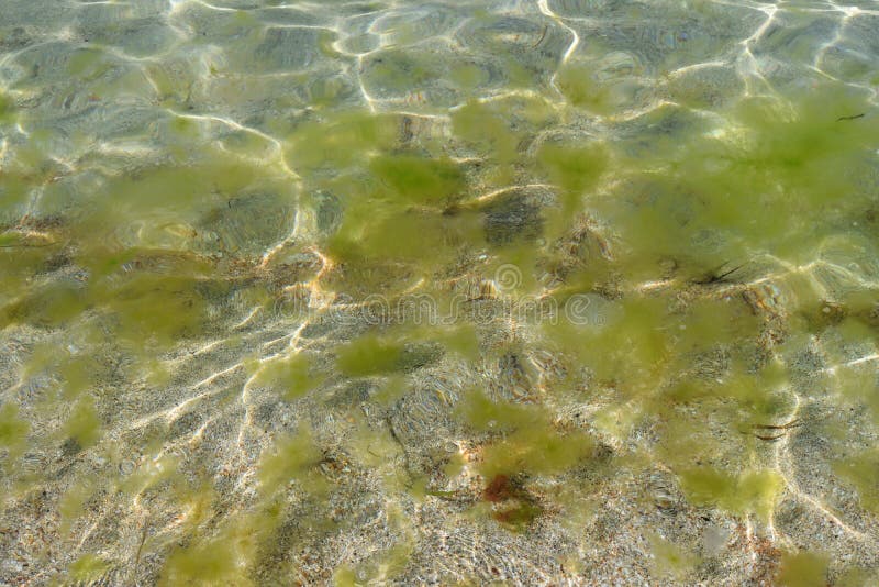 Algae and Slime in the Water Stock Image - Image of slime, ecology ...