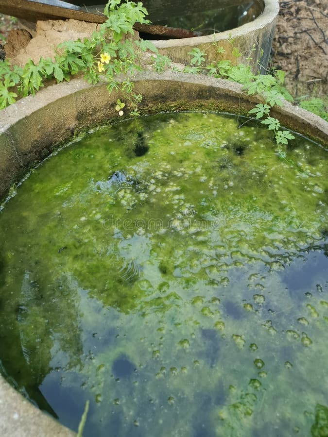 Algae on concrete stock image. Image of algae, floor, myriad - 4972369