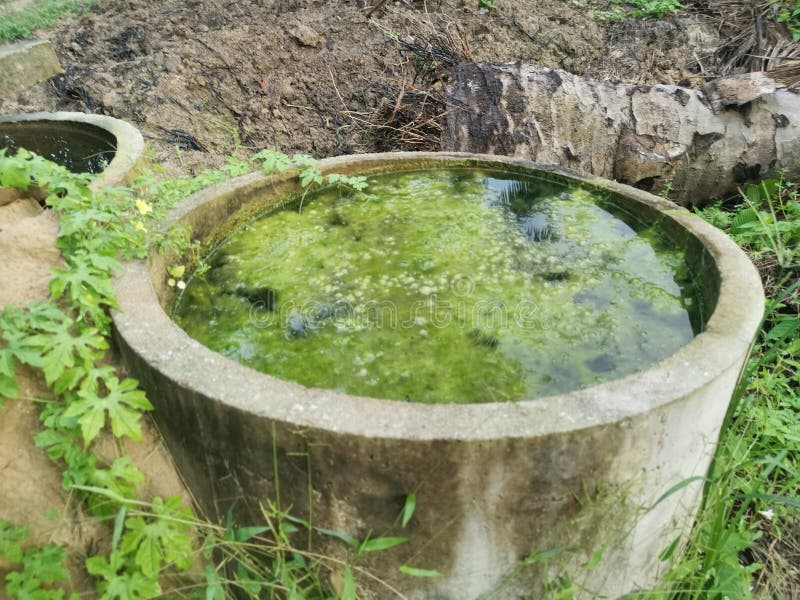Algae Sludge Floating on the Puddle Surface Stock Image - Image of ooze ...