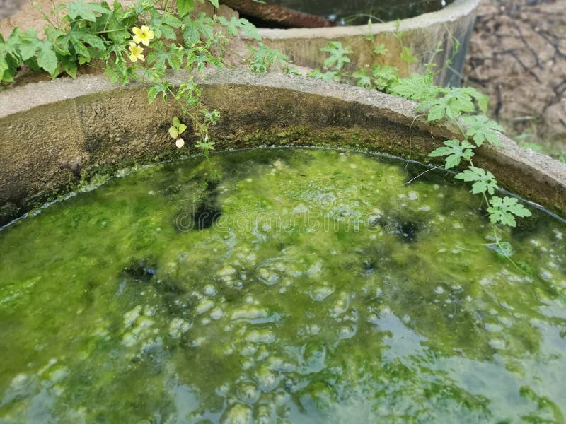Algae Sludge Floating on the Overflow Concrete Well Ring Surface Stock ...