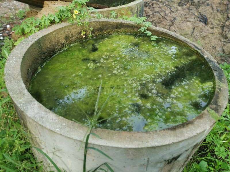 Algae Sludge Floating on the Overflow Concrete Well Ring Surface Stock ...