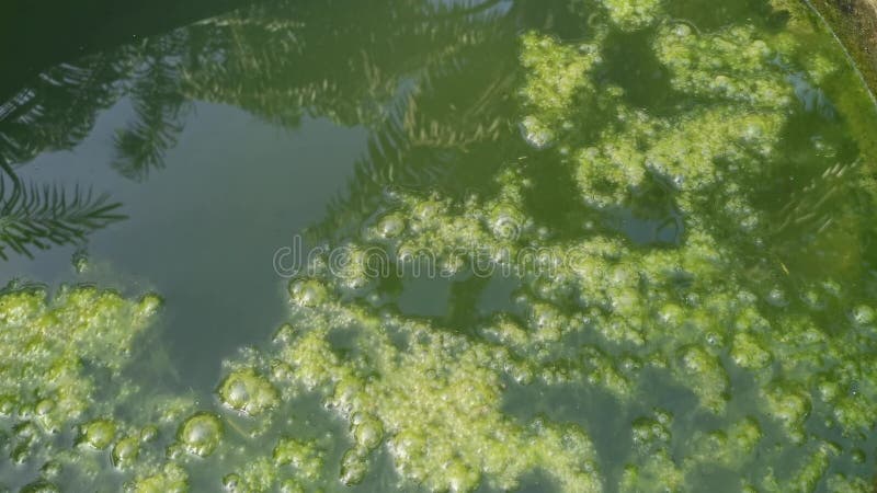 Algae Sludge Floating on the Pond Surface Stock Video - Video of ...