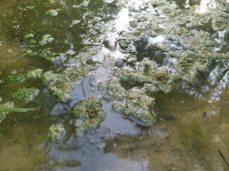 Algae Sludge Floating on the Puddle Surface Stock Photo - Image of ...