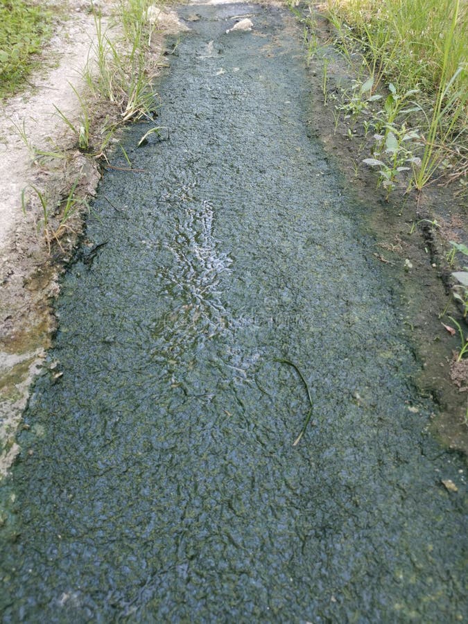 Algae Sludge Floating on the Puddle Surface Stock Photo - Image of ...