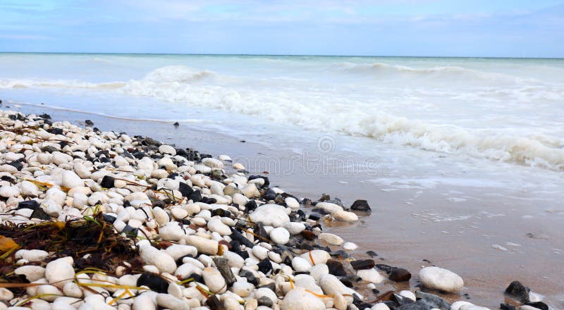 Algae and Smooth Stones of Various Sizes on the Pebbled Beach and the ...