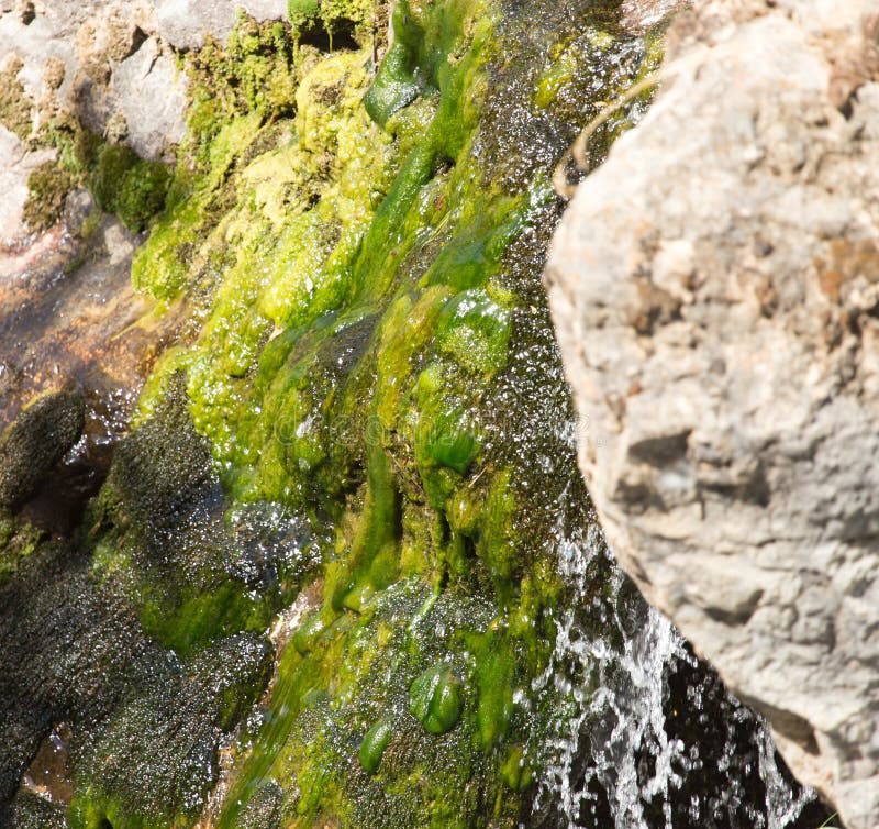 Algae in a spring stock image. Image of seascape, morning - 101374385