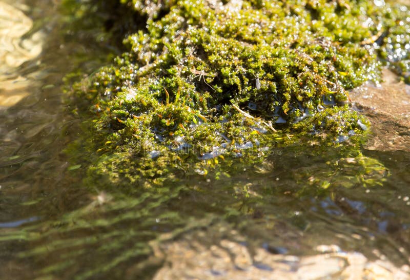 Algae in a spring stock photo. Image of spring, boating - 101374778