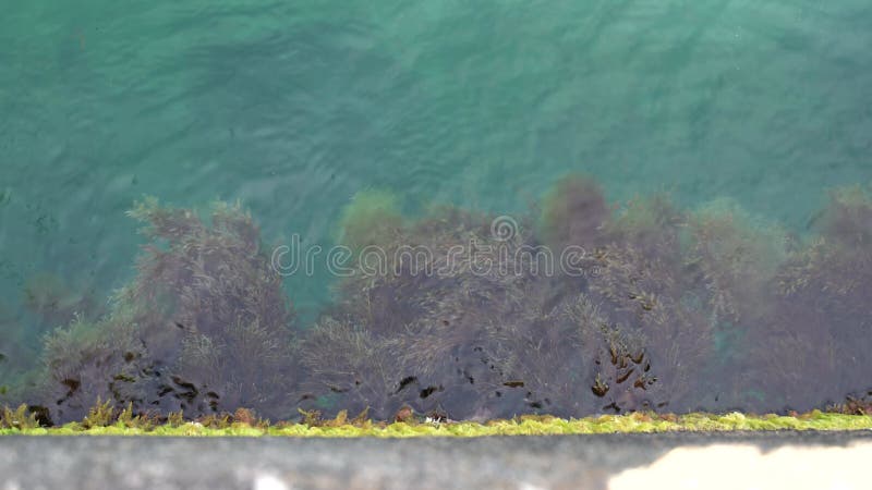 Algae on the Stone. Green Algae and Brown Algae on the Rocks at a ...
