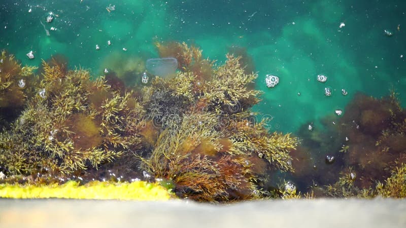 Algae on the Stone. Green Algae and Brown Algae on the Rocks at a ...