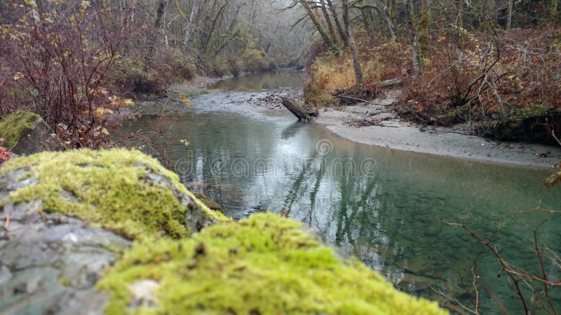 Algae Straight Down To Crystal Clear Stream Stock Photo - Image of ...