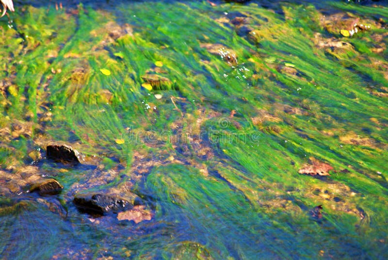Algae in a stream stock image. Image of algae, moving - 177541767