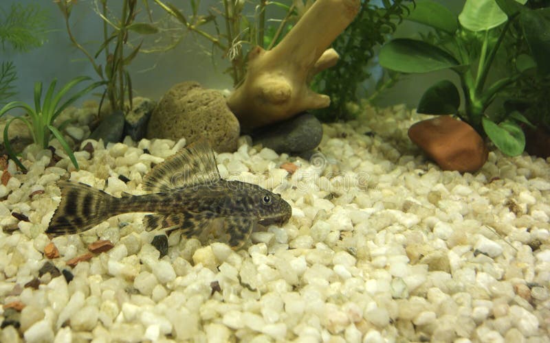 Algae Sucker Fish stock photo. Image of anubis, planted - 39317852