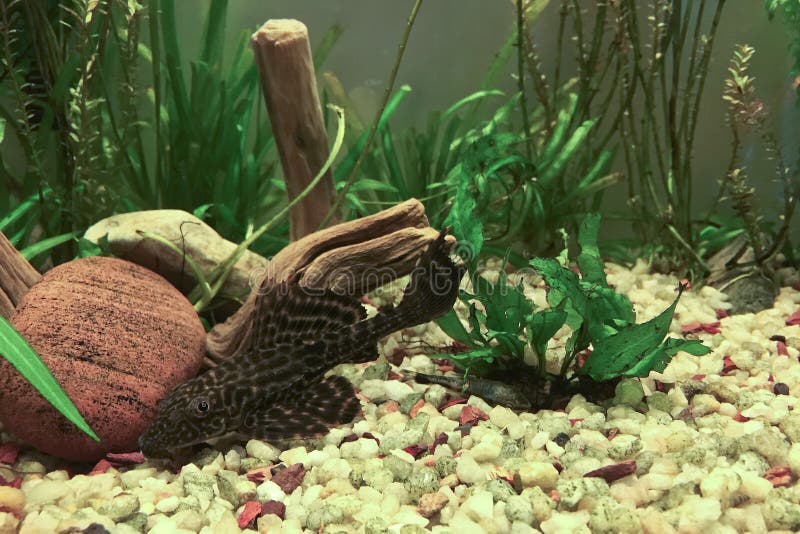 Algae Sucker Fish stock photo. Image of plecostomus, pebbles - 44824548