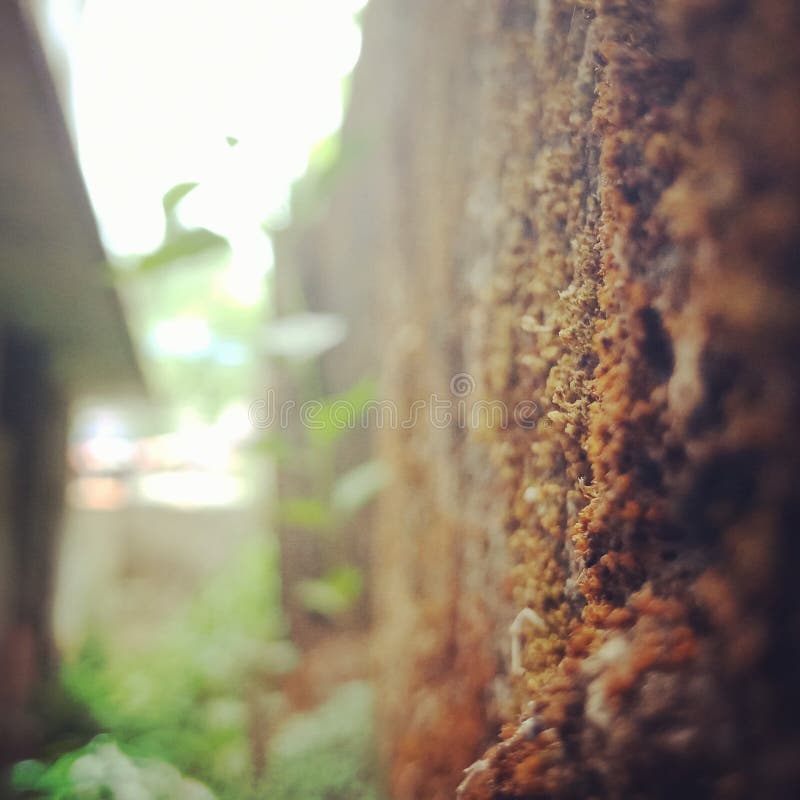 Algae on wall stock image. Image of green, monsoon, effect - 160103237