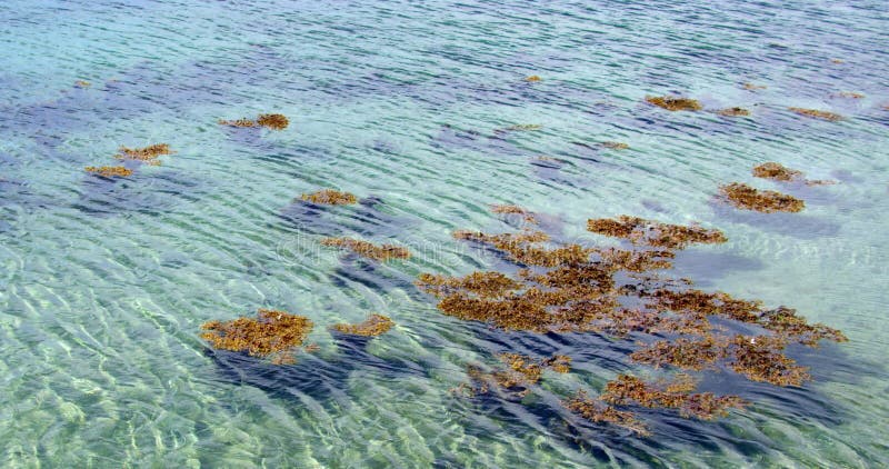 Algae on the Surface of Clear Transparent Water. Stock Video - Video of ...
